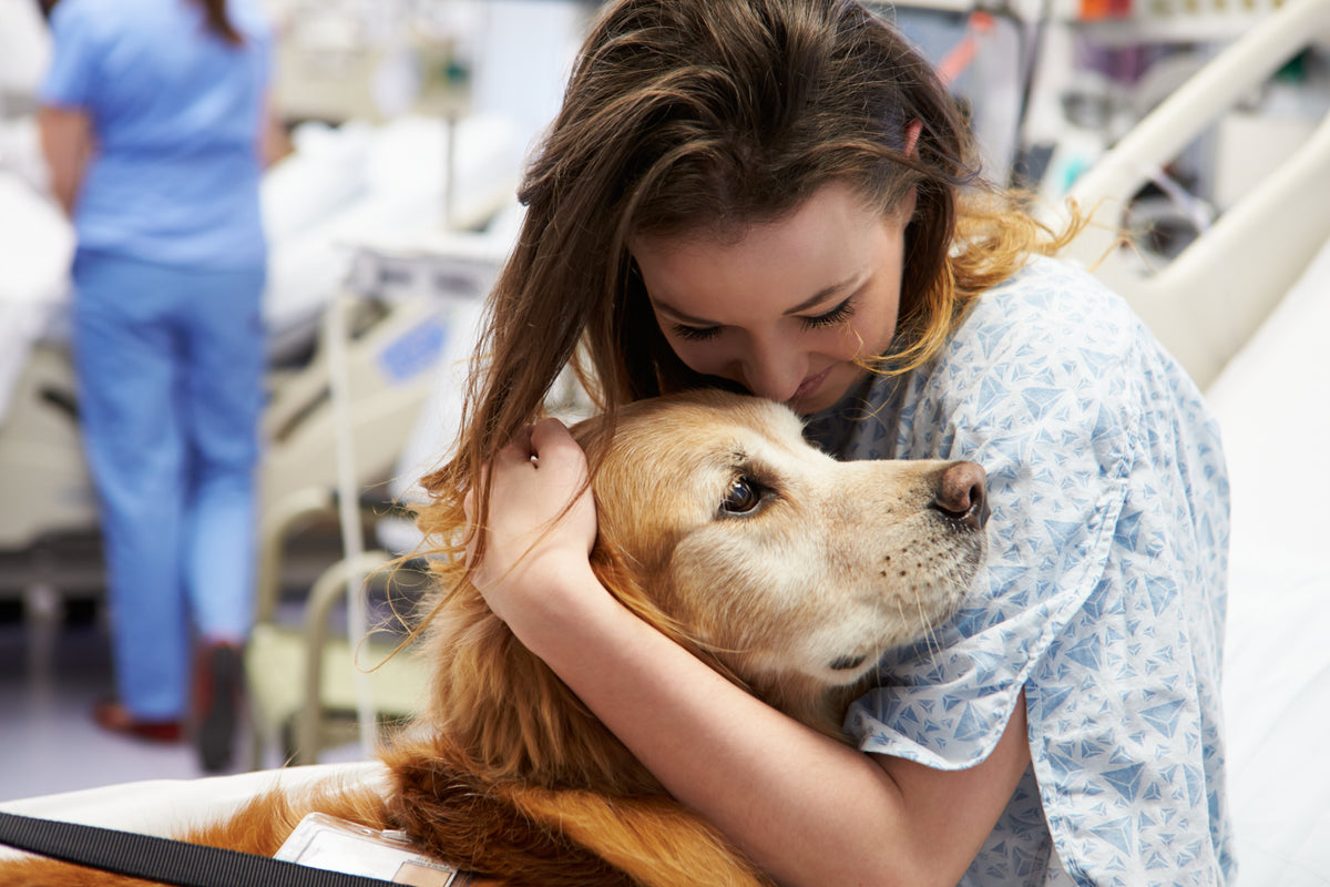 Dogs that Heal. List of Breeds Suitable for Canis Therapy - DogRook